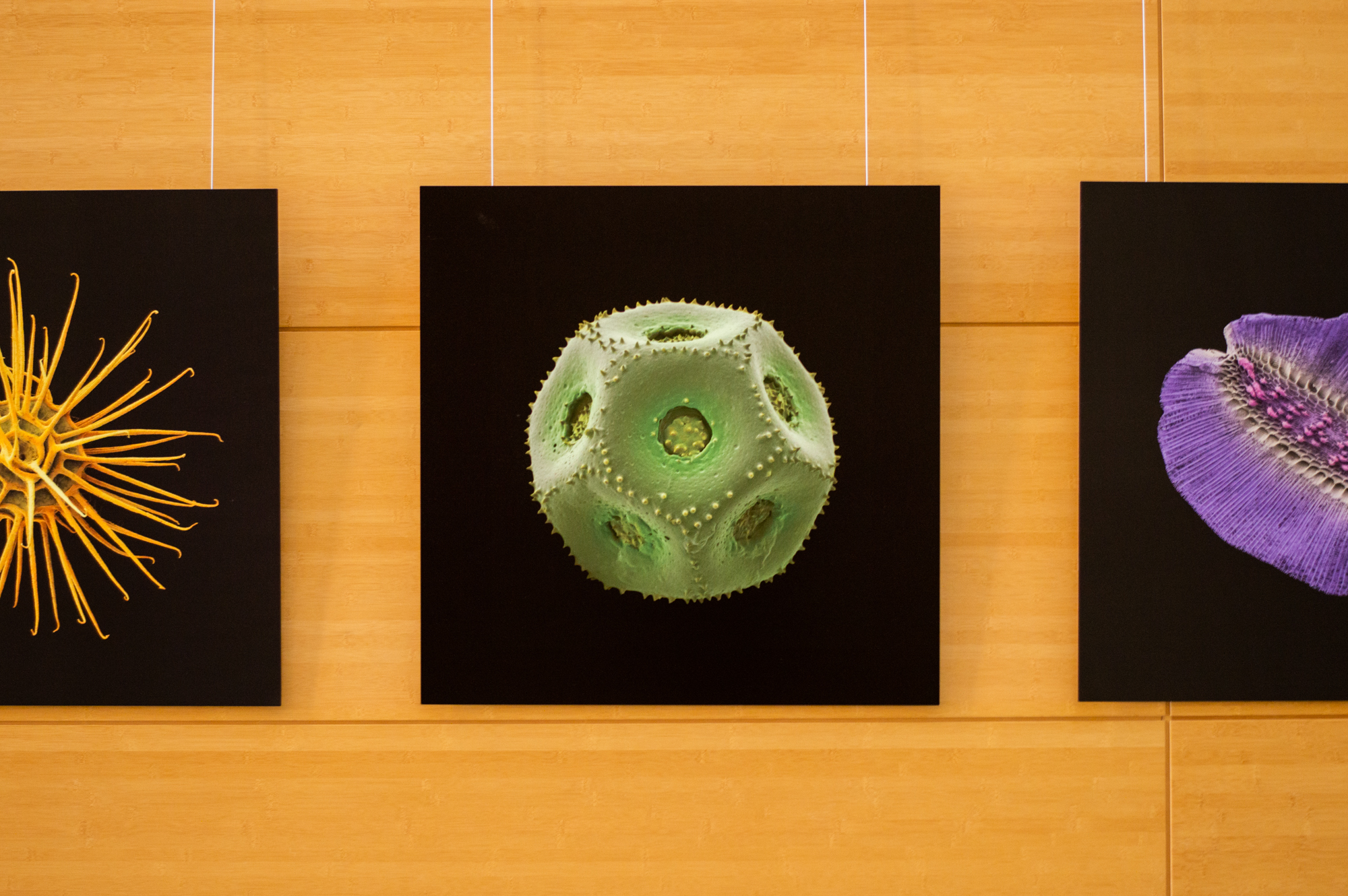 UMD’s science-related art is a positive interaction between STEM and ...