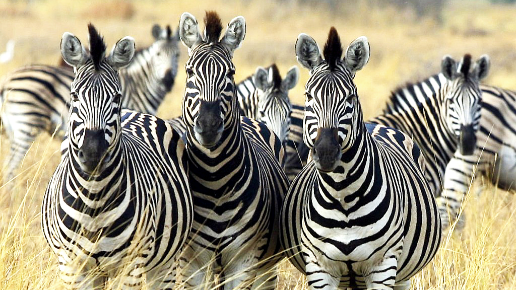 Seeing stripes? Five zebras are on the loose in Prince George’s County