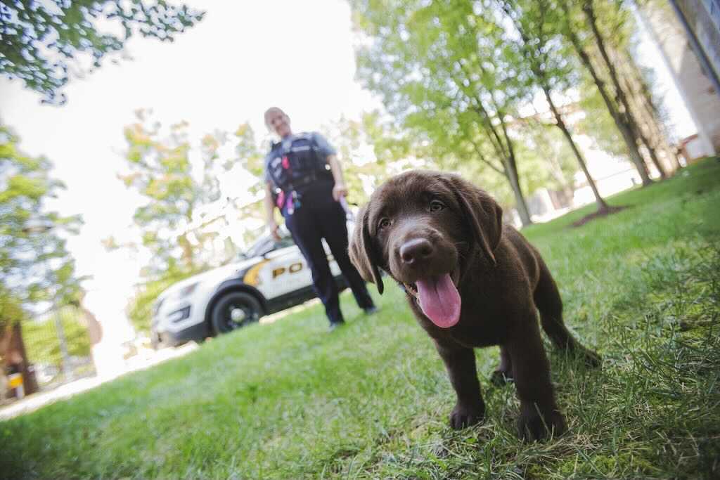 In effort to build community trust, UMPD introduces comfort dog
