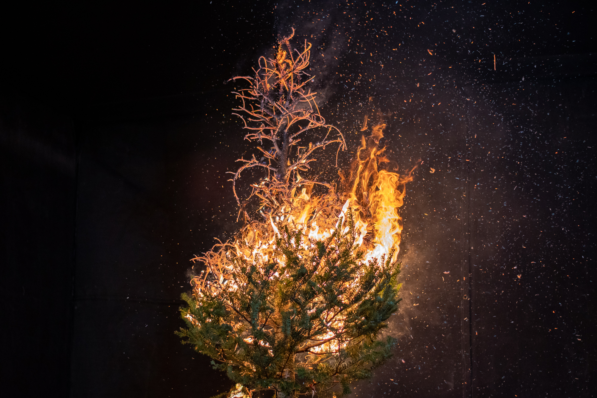 Pines ablaze: Fire Protection Engineering holds annual Christmas tree ...