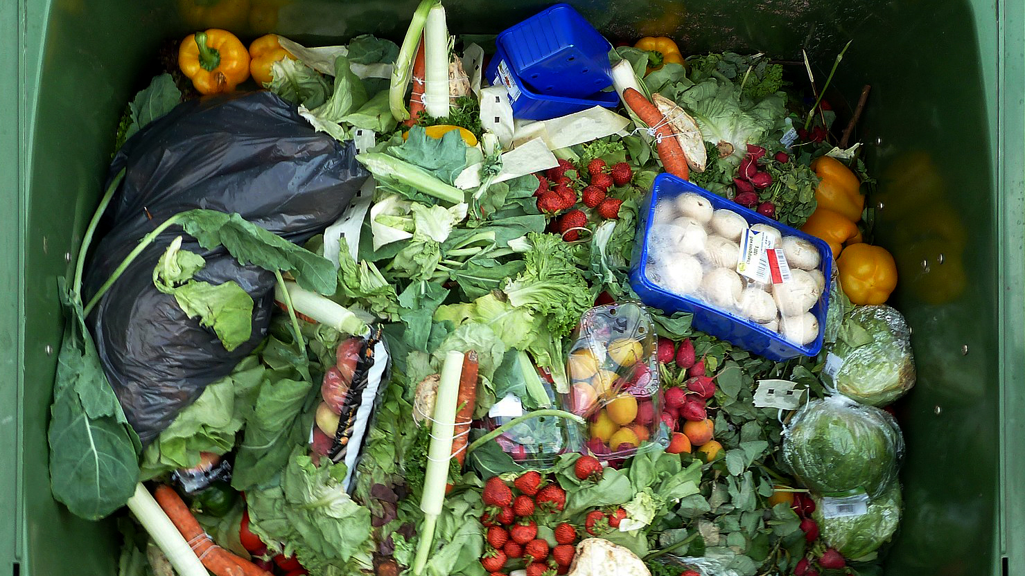 UMD researchers use food waste to create bioplastics, cleaner energy