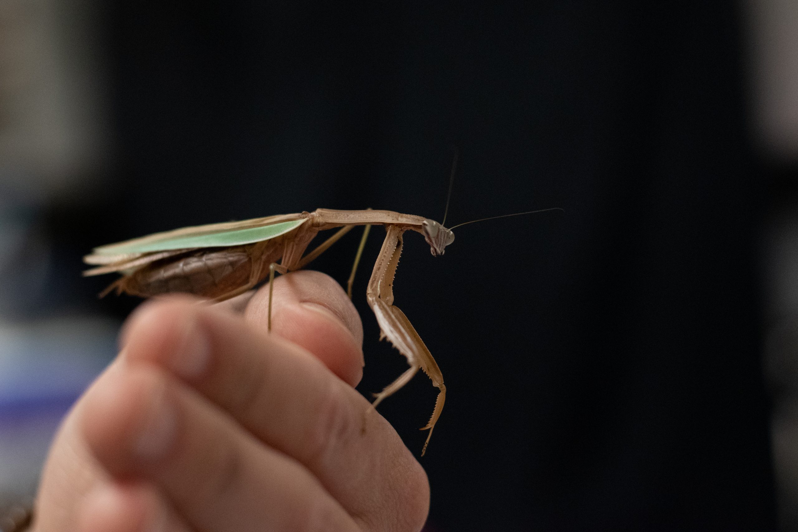 Tarantulas, stick bugs and more take center stage at UMD entomology zoo