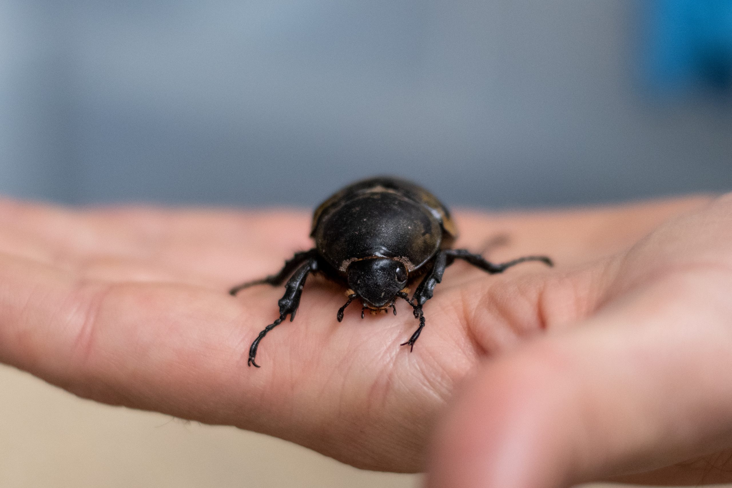 Tarantulas, stick bugs and more take center stage at UMD entomology zoo