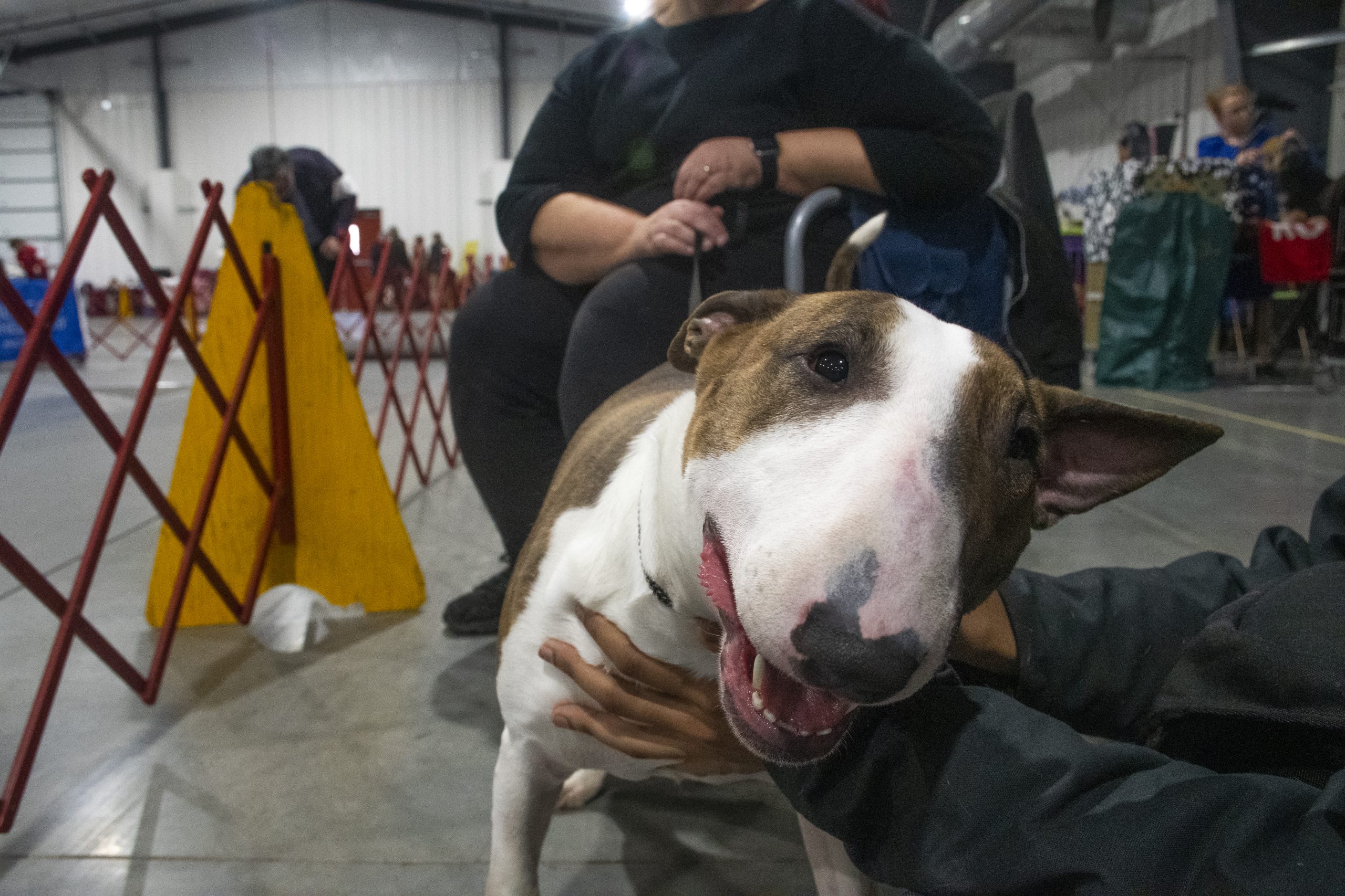 The dogs at the Maryland Kennel Club dog show are more than just pretty ...
