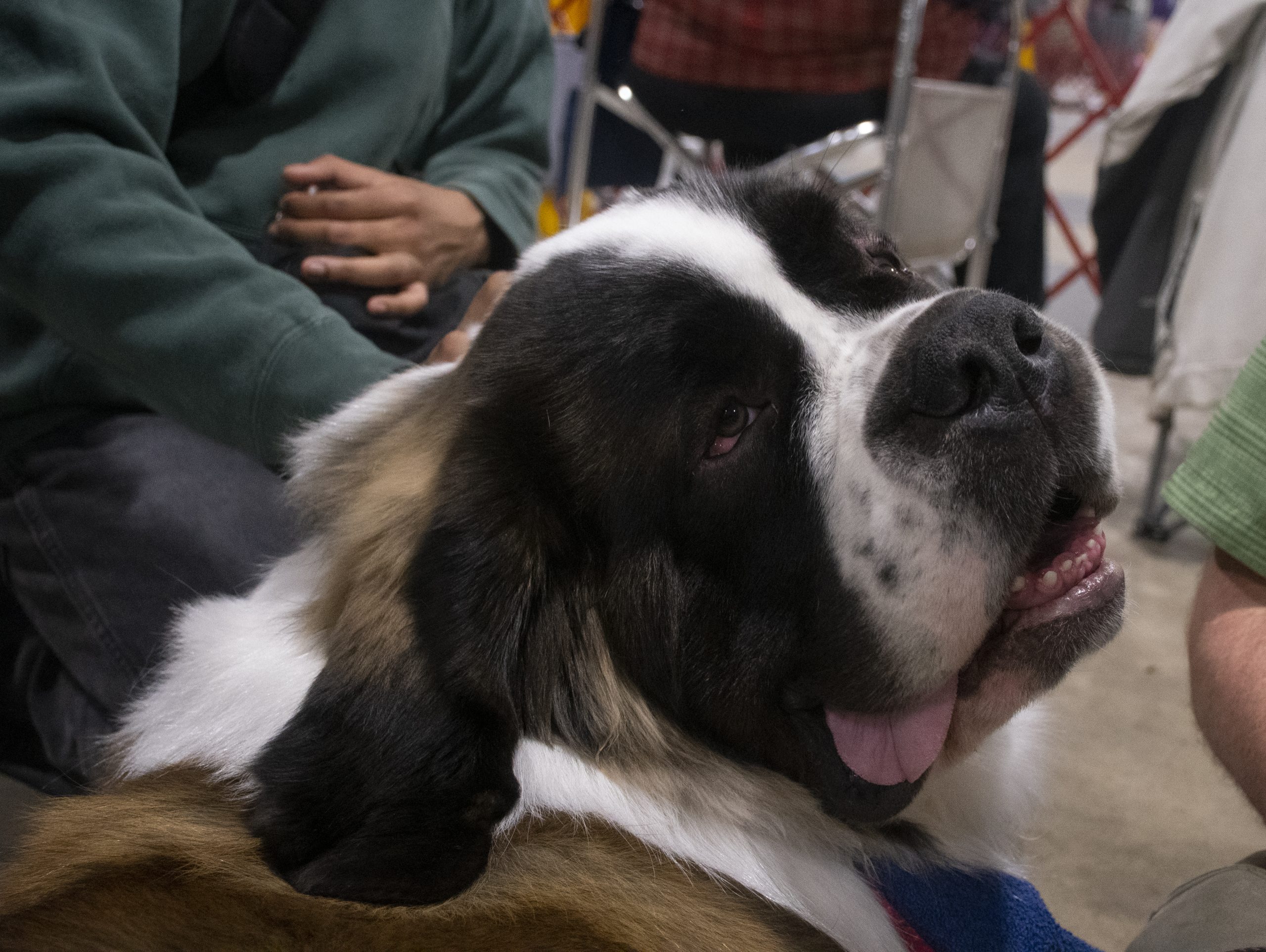 The dogs at the Maryland Kennel Club dog show are more than just pretty ...